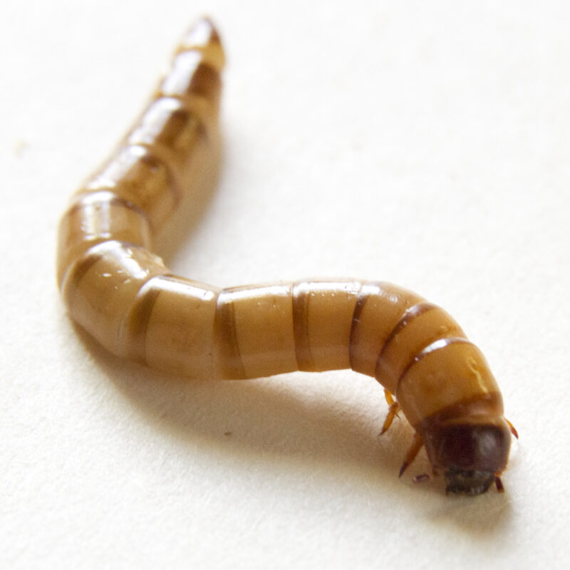 Red Euro Worms 24ct - RIO LADO